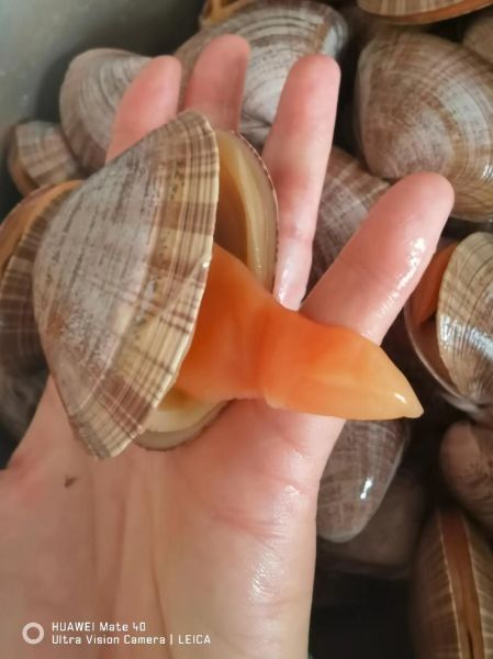 黄蚬子怎么吐沙子干净快_黄蚬子吐沙子最快的方法-第3张图片-山城妙识 黄蚬子怎么吐沙子干净快_黄蚬子吐沙子最快的方法-第3张图片-山城妙识