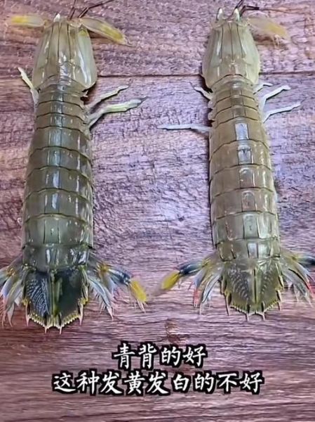 皮皮虾怎么洗简单又干净_清洗皮皮虾最快速的方法-第2张图片-山城妙识