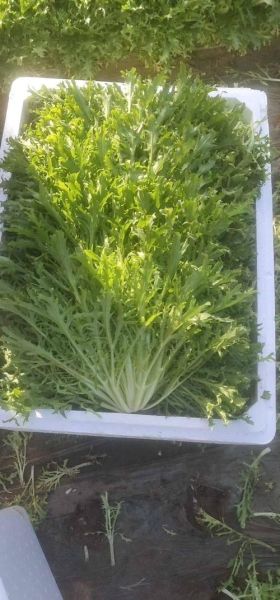 苦菊图片大全大图_苦菊长什么样-第2张图片-山城妙识