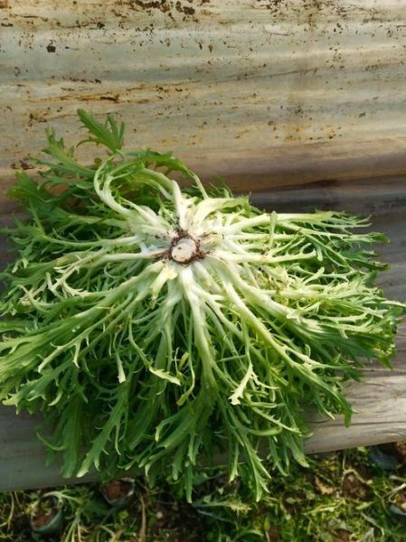 苦菊图片大全大图_苦菊长什么样-第3张图片-山城妙识