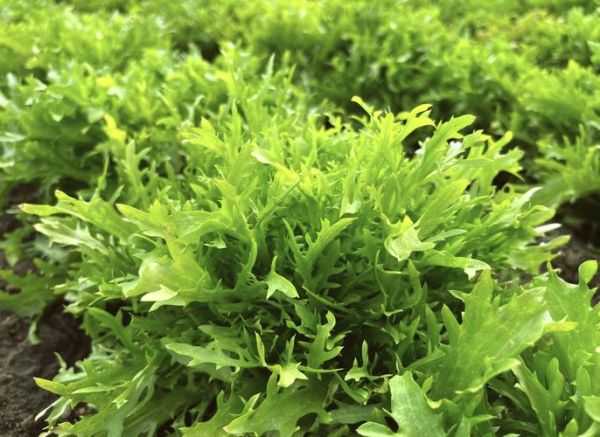 苦菊图片大全大图_苦菊长什么样-第1张图片-山城妙识