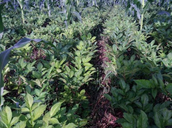 魔芋长什么样_魔芋植物图片怎么辨认-第2张图片-山城妙识