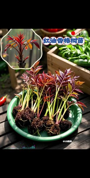 香椿芽苗菜怎么种_香椿芽苗菜种植视频教程-第1张图片-山城妙识 香椿芽苗菜怎么种_香椿芽苗菜种植视频教程-第1张图片-山城妙识