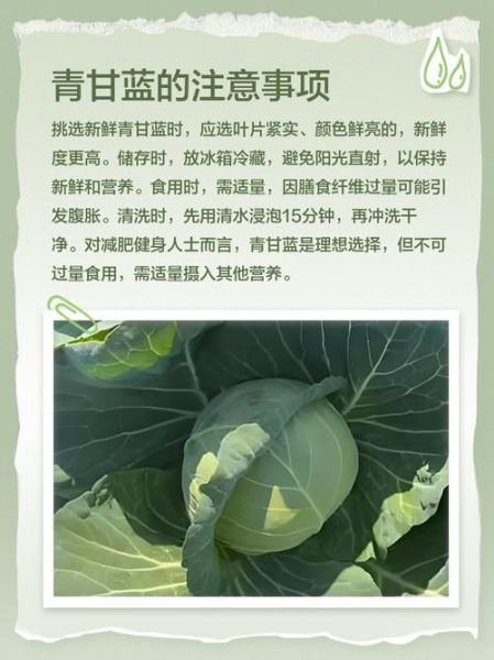青甘蓝的功效与作用_青甘蓝怎么吃最营养-第2张图片-山城妙识