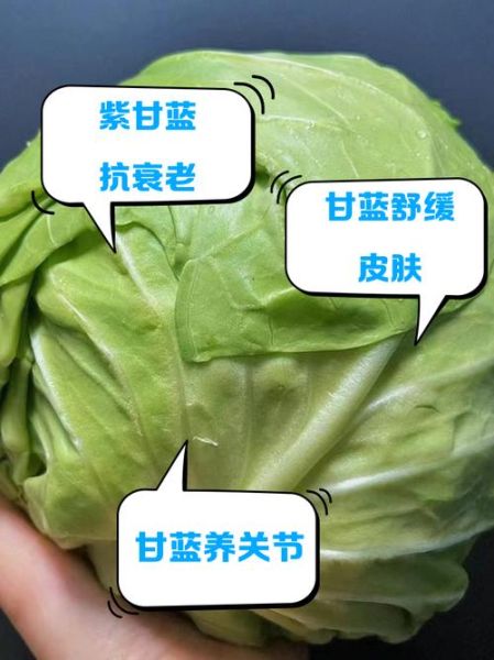 青甘蓝的功效与作用_青甘蓝怎么吃最营养-第3张图片-山城妙识