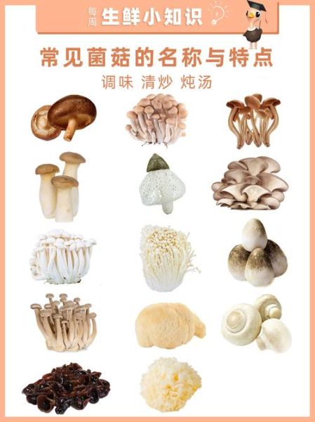 菇组词两个字有哪些_菇字常用组词大全-第3张图片-山城妙识 菇组词两个字有哪些_菇字常用组词大全-第3张图片-山城妙识