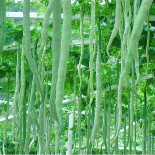 蛇豆怎么吃_蛇豆的家常做法-第3张图片-山城妙识