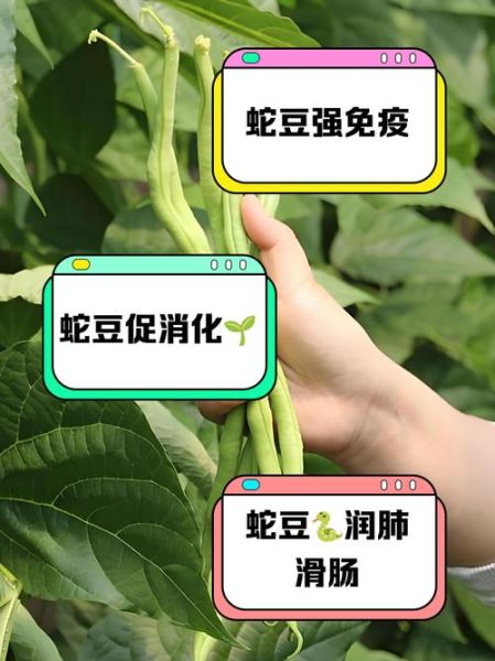 蛇豆怎么吃_蛇豆的家常做法-第1张图片-山城妙识