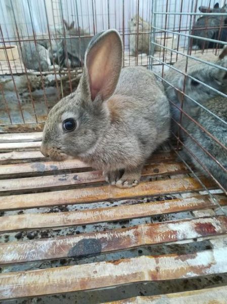 肉兔收购价格多少钱一斤_大量收购肉兔怎么联系-第3张图片-山城妙识 肉兔收购价格多少钱一斤_大量收购肉兔怎么联系-第3张图片-山城妙识