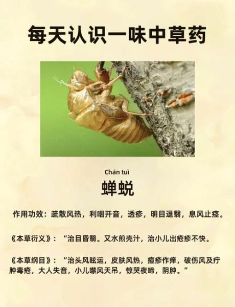 知了壳煮水喝有什么功效_知了壳煮水喝的禁忌-第1张图片-山城妙识