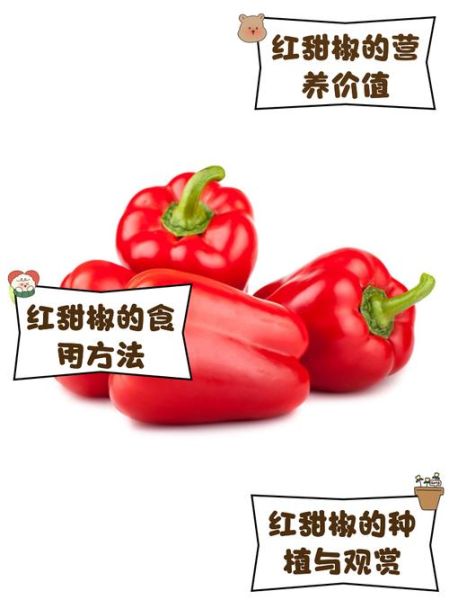 甜椒图片怎么拍_甜椒图片怎么调色-第1张图片-山城妙识 甜椒图片怎么拍_甜椒图片怎么调色-第1张图片-山城妙识