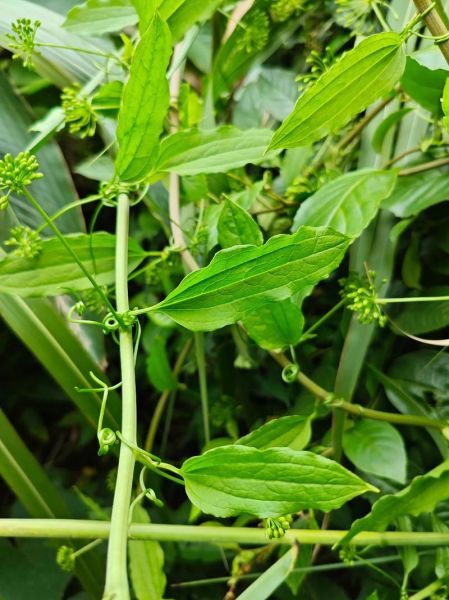 牛尾菜根的功效与作用_牛尾菜根怎么吃效果最好-第2张图片-山城妙识