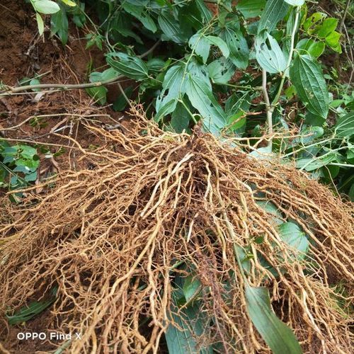 牛尾菜根的功效与作用_牛尾菜根怎么吃效果最好-第1张图片-山城妙识