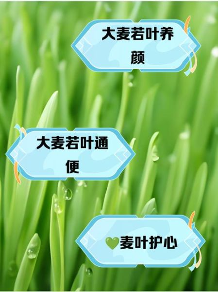 大麦若叶的功效与作用_大麦若叶怎么喝才减肥-第1张图片-山城妙识 大麦若叶的功效与作用_大麦若叶怎么喝才减肥-第1张图片-山城妙识