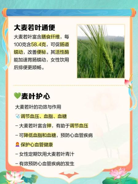 大麦若叶的功效与作用_大麦若叶怎么喝才减肥-第2张图片-山城妙识 大麦若叶的功效与作用_大麦若叶怎么喝才减肥-第2张图片-山城妙识