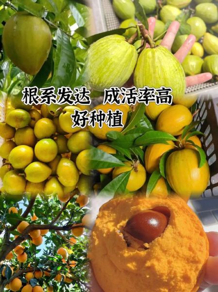 鸡蛋果树苗长什么样_鸡蛋果树苗怎么种植-第3张图片-山城妙识