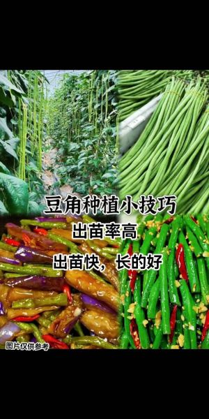 豆角怎么种_豆角种植管理技巧-第1张图片-山城妙识
