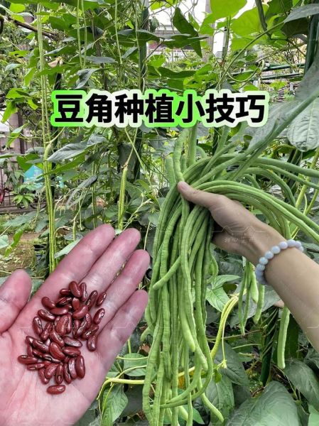 豆角怎么种_豆角种植管理技巧-第3张图片-山城妙识
