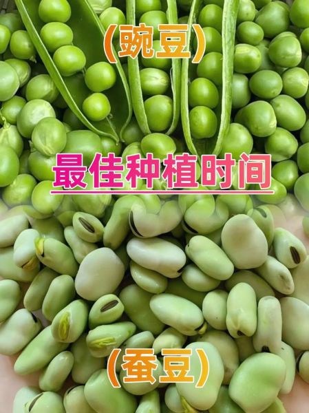 蚕豆种子怎么种_蚕豆种子几月播种最好-第1张图片-山城妙识