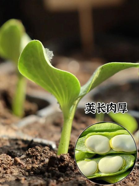蚕豆种子怎么种_蚕豆种子几月播种最好-第2张图片-山城妙识