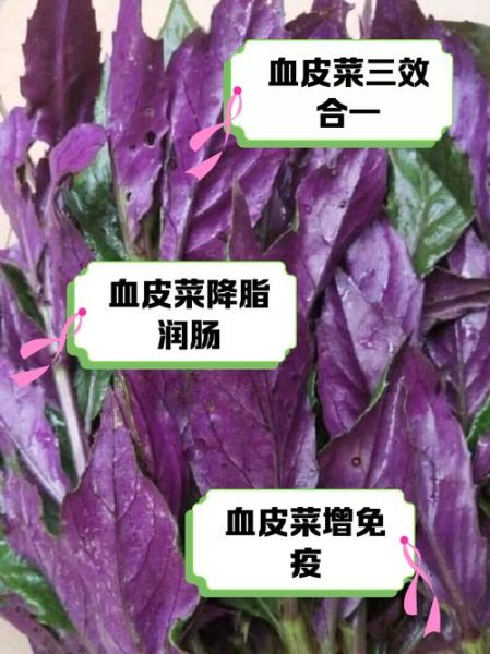 血皮菜的功效与作用_血皮菜怎么做好吃-第2张图片-山城妙识