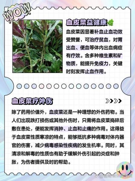 血皮菜的功效与作用_血皮菜怎么做好吃-第1张图片-山城妙识