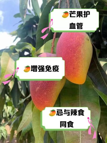 芒果的功效与作用禁忌_一天吃几个芒果-第2张图片-山城妙识 芒果的功效与作用禁忌_一天吃几个芒果-第2张图片-山城妙识
