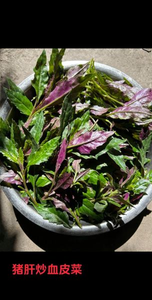 血皮菜的功效与作用_血皮菜怎么做好吃-第3张图片-山城妙识