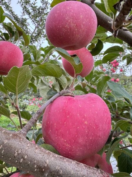 好看的苹果图片哪里找_如何拍出高颜值苹果照片-第1张图片-山城妙识