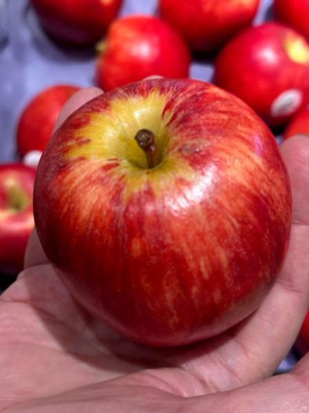 好看的苹果图片哪里找_如何拍出高颜值苹果照片-第2张图片-山城妙识