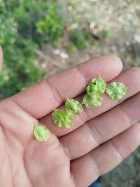 榆钱树叶子图片_榆钱树叶长什么样-第1张图片-山城妙识 榆钱树叶子图片_榆钱树叶长什么样-第1张图片-山城妙识