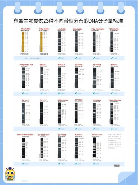 琼脂糖凝胶怎么配_琼脂糖凝胶浓度选择-第1张图片-山城妙识 琼脂糖凝胶怎么配_琼脂糖凝胶浓度选择-第1张图片-山城妙识