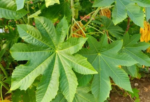 蓖麻图片怎么识别_蓖麻种子长什么样-第3张图片-山城妙识 蓖麻图片怎么识别_蓖麻种子长什么样-第3张图片-山城妙识