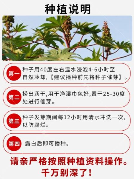 蓖麻图片怎么识别_蓖麻种子长什么样-第1张图片-山城妙识 蓖麻图片怎么识别_蓖麻种子长什么样-第1张图片-山城妙识