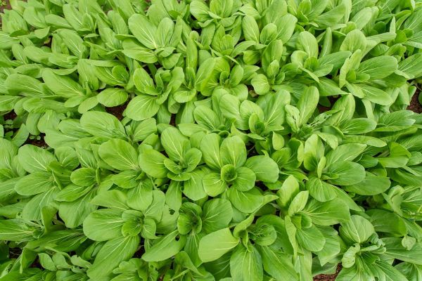 青苋菜图片_青苋菜长什么样-第3张图片-山城妙识