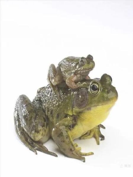 田鸡是什么蛙_田鸡和青蛙的区别-第2张图片-山城妙识 田鸡是什么蛙_田鸡和青蛙的区别-第2张图片-山城妙识