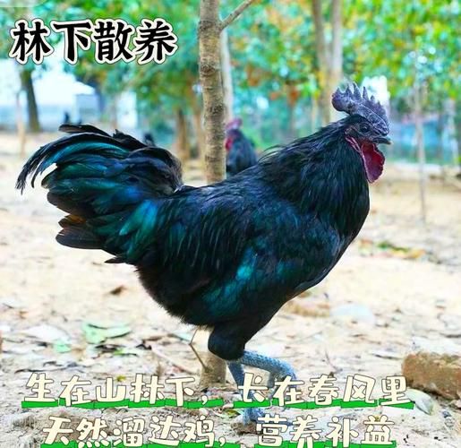 乌骨鸡多少钱一斤_乌骨鸡价格受哪些因素影响-第3张图片-山城妙识 乌骨鸡多少钱一斤_乌骨鸡价格受哪些因素影响-第3张图片-山城妙识
