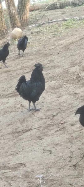 乌骨鸡多少钱一斤_乌骨鸡价格受哪些因素影响-第1张图片-山城妙识 乌骨鸡多少钱一斤_乌骨鸡价格受哪些因素影响-第1张图片-山城妙识