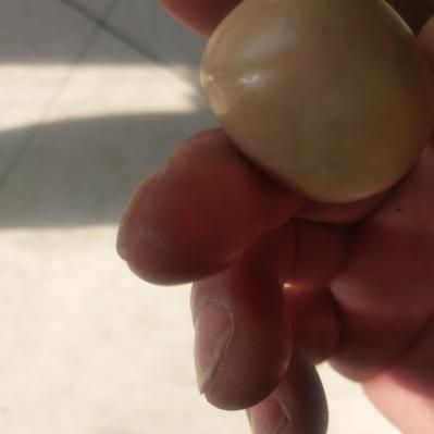 狗宝值钱吗_狗宝价格多少钱一克-第2张图片-山城妙识 狗宝值钱吗_狗宝价格多少钱一克-第2张图片-山城妙识