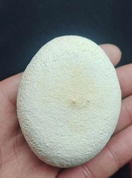 狗宝值钱吗_狗宝价格多少钱一克-第1张图片-山城妙识 狗宝值钱吗_狗宝价格多少钱一克-第1张图片-山城妙识