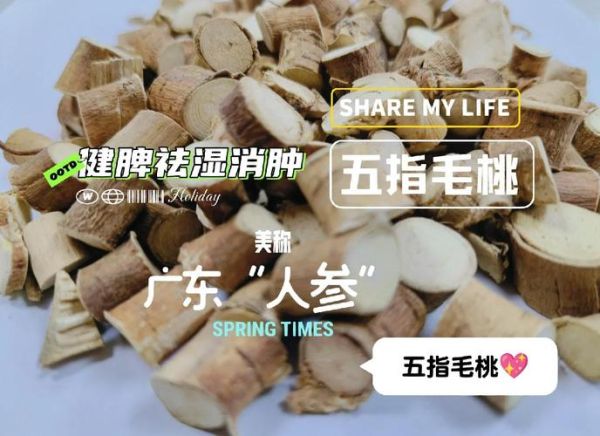 五指毛桃煲汤放多少_五指毛桃用量多少克-第2张图片-山城妙识 五指毛桃煲汤放多少_五指毛桃用量多少克-第2张图片-山城妙识