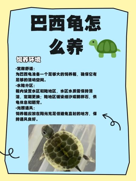 巴西龟怎么分公母_巴西龟公母区别图解-第1张图片-山城妙识