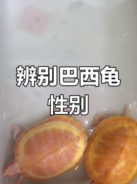 巴西龟怎么分公母_巴西龟公母区别图解-第2张图片-山城妙识