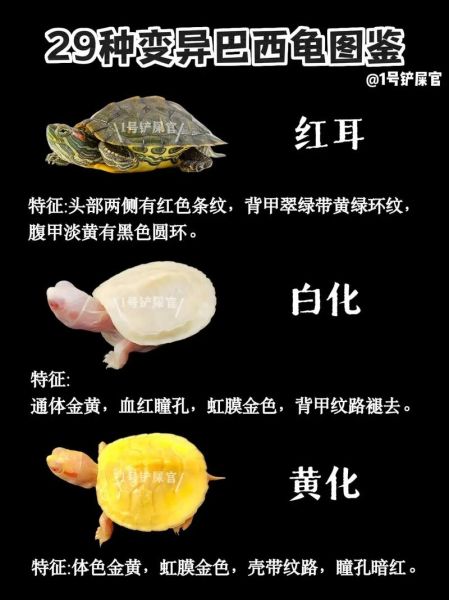 巴西龟怎么分公母_巴西龟公母区别图解-第3张图片-山城妙识