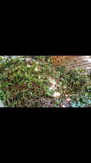 白薯秧子怎么做好吃_白薯秧子可以凉拌吗-第3张图片-山城妙识