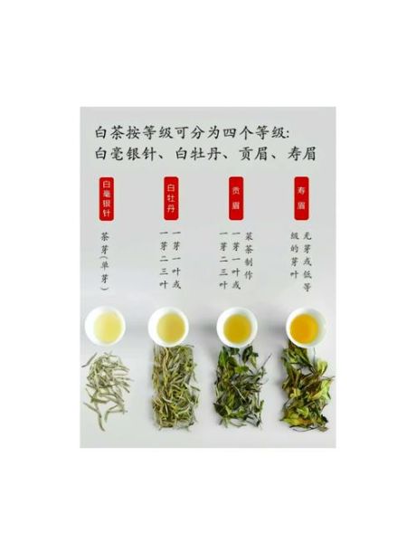 白茶属于什么茶_白茶是红茶还是绿茶-第1张图片-山城妙识 白茶属于什么茶_白茶是红茶还是绿茶-第1张图片-山城妙识