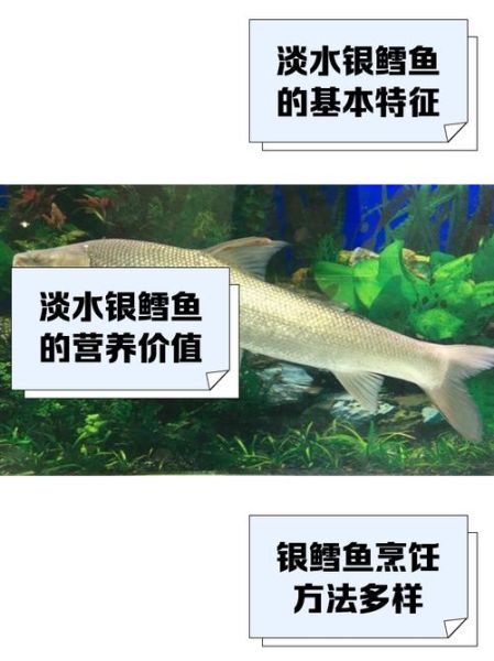 银鳕鱼是什么鱼_银鳕鱼营养价值及真假辨别-第1张图片-山城妙识 银鳕鱼是什么鱼_银鳕鱼营养价值及真假辨别-第1张图片-山城妙识