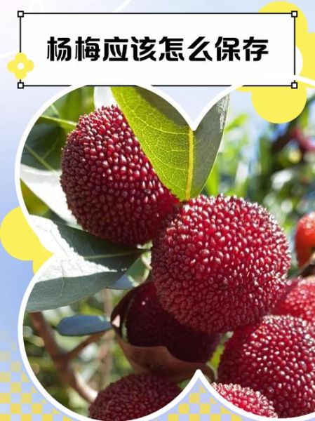 杨梅保鲜可以保存多久_杨梅冷藏能放几天-第3张图片-山城妙识