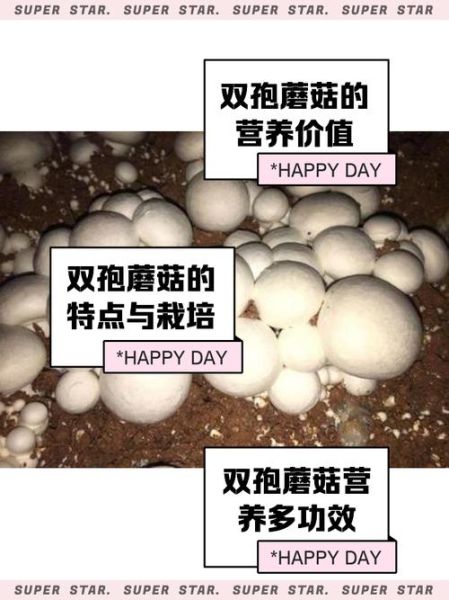 双孢蘑菇怎么种_双孢蘑菇营养价值-第1张图片-山城妙识