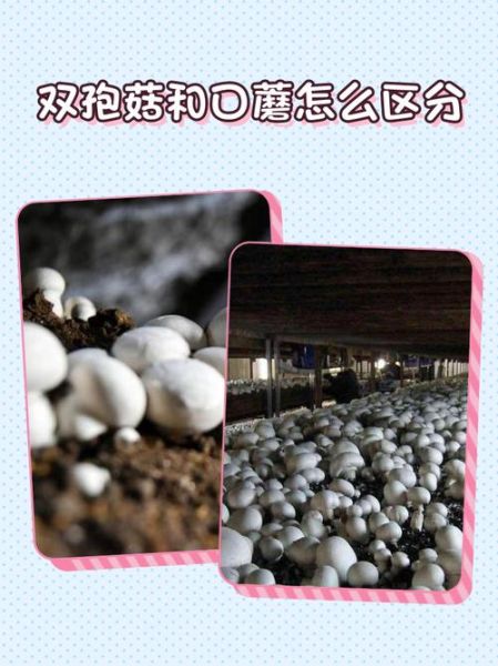 双孢蘑菇怎么种_双孢蘑菇营养价值-第2张图片-山城妙识